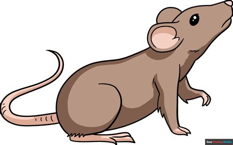 Image result for Rat Drawing Tutorial
