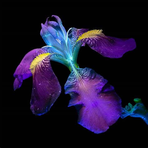 Image result for Ultraviolet Photography Examples