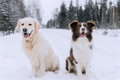 Image result for Snow Dogs Names