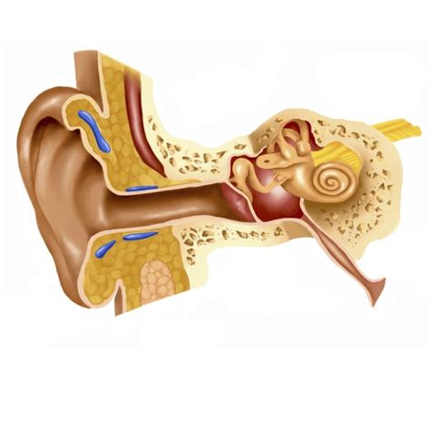 Image result for Ear Dissection