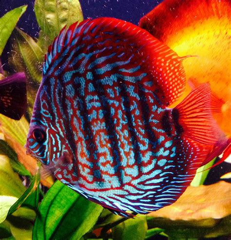 Image result for Most Expensive Discus Fish