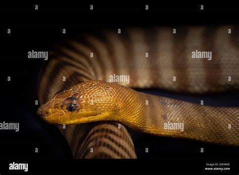 Image result for Woma Python