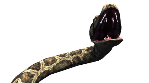 Image result for Python Snake Mouth