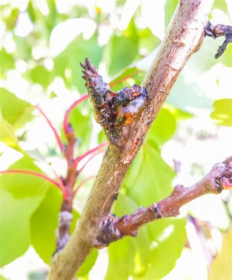 Image result for Pruning Fruit Trees Spring