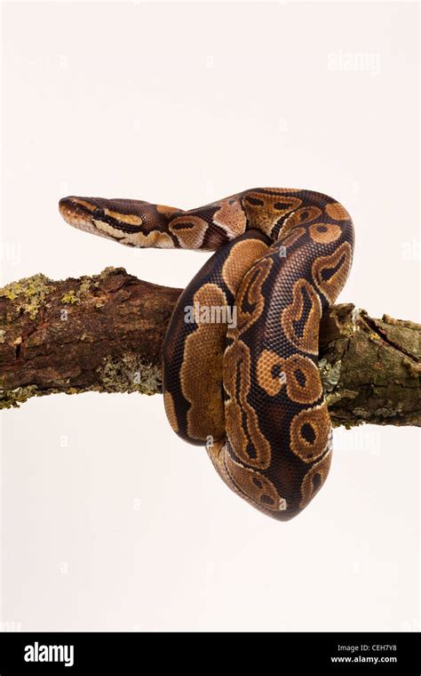 Image result for Python Regius Rat