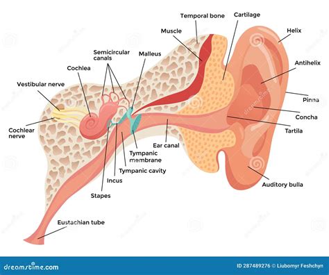 Image result for Outer Ear Angiogram