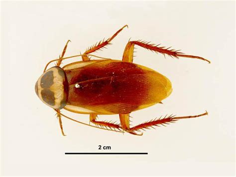 Image result for Cockroach Bites On Humans