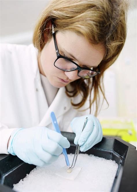 Image result for Mice Brain Dissection