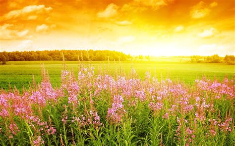 Image result for Spring Background