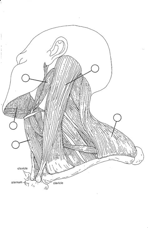 Image result for How to Build Neck Muscles Chart