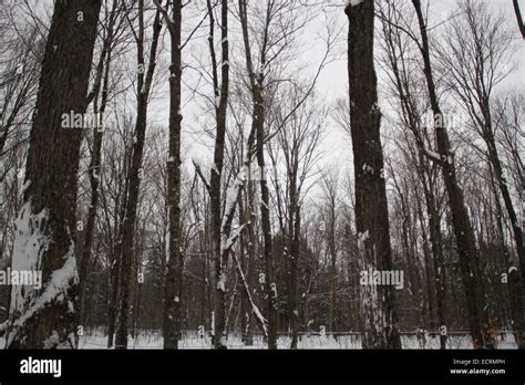 Image result for Maple Syrup Farm Map of Quebec