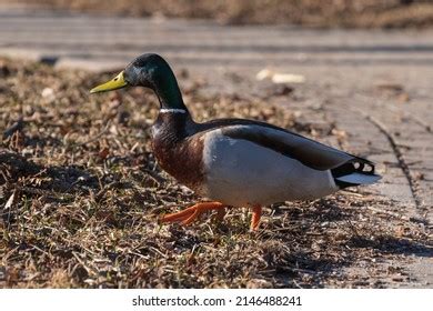 Image result for Duck Duck Go Features