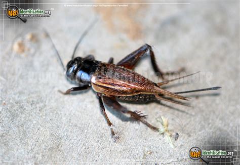 Image result for Cricket Insect Identification