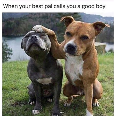 Image result for Random Cat Memes Clean