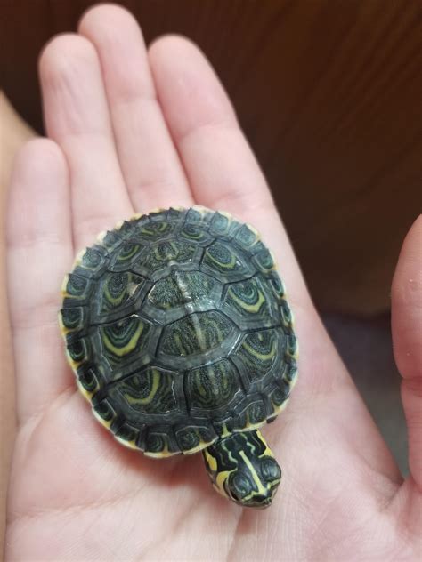 Image result for Turtle Shell Color