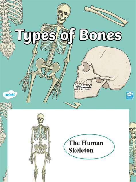 Image result for Two Types of Bone
