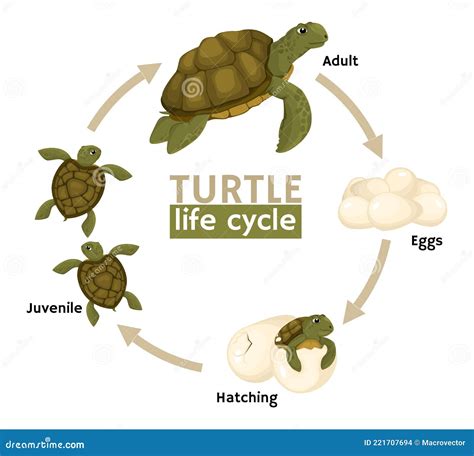 Turtle Life Cycle Composition Stock Vector - Illustration of love ...
