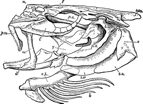 Image result for Cod Death Skull