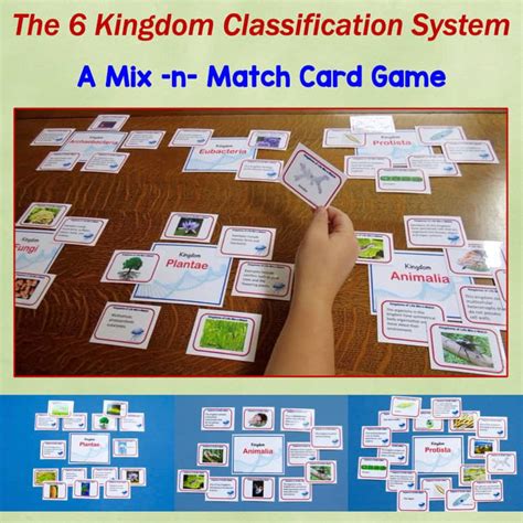 Image result for Classifying Living Things Card Sort