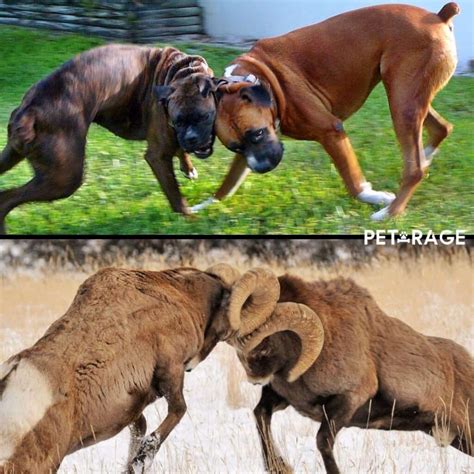 Image result for PC RAM Speed Meme Dancing