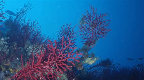 Image result for Ocean Project