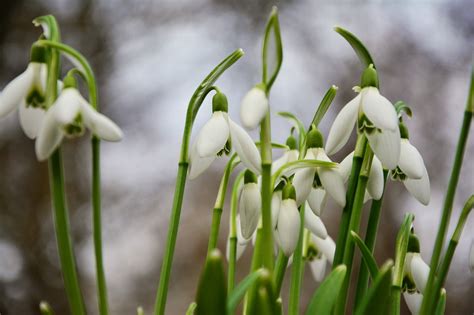 Image result for Snowdrop Early Spring Flowers