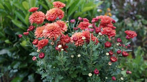 Image result for Planting Mums in Containers