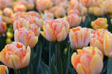 Image result for Tulip Planting Tips
