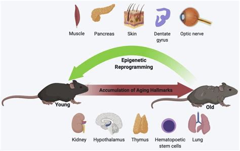 Image result for Reprogramming Aging