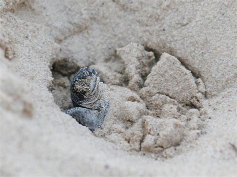 Image result for Sea Turtle Reproduction