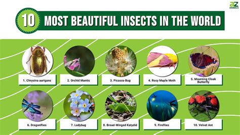 Image result for Most Beautiful Insects