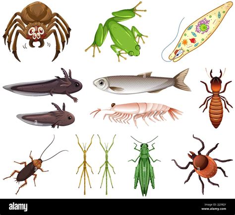 Image result for Insects Animals List