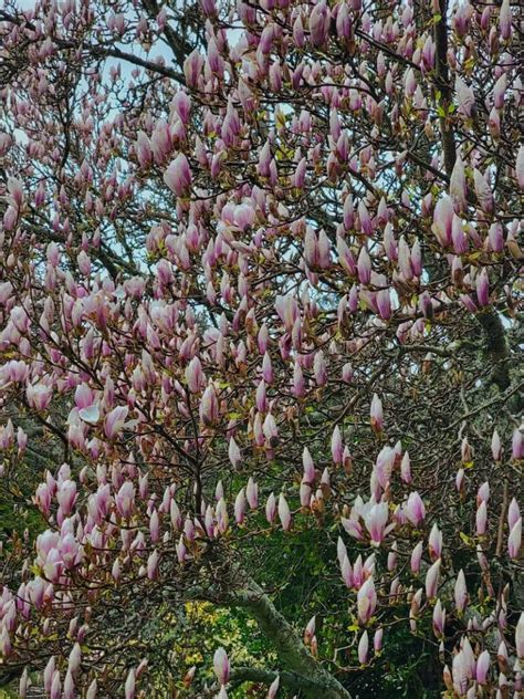 Image result for Spring Is Springing