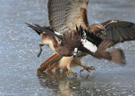 Image result for Hawk Attacking