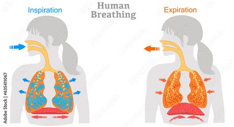 Image result for Process of Exhalation and Inhalation