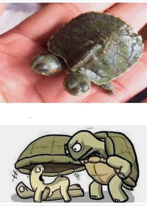 Image result for Cursed Turtle Man