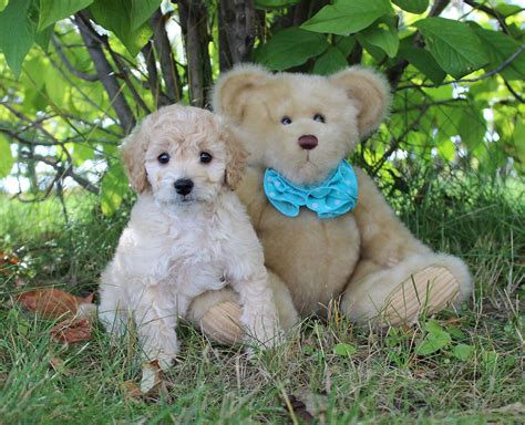 Image result for Apricot Cavapoo