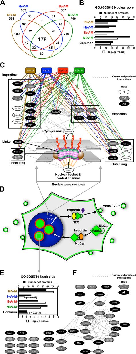 Image result for Nuclear Pore Complex Translation