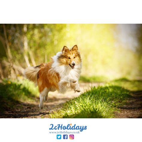 Image result for Mini Sheltie