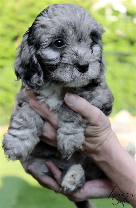 Image result for Sheltie Cavapoo Puppy