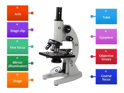 Microscope parts - Labelled diagram