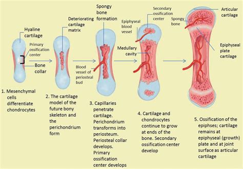Image result for Bone Forming Process