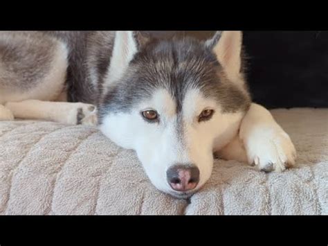 Image result for Snow Dogs Vlogs Mail