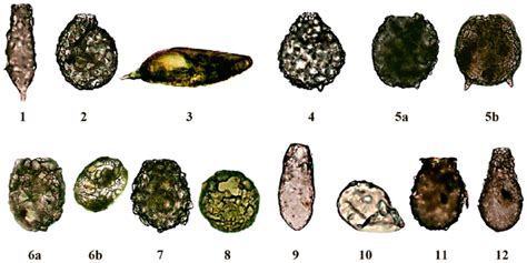 Image result for Morphological Traits Examples