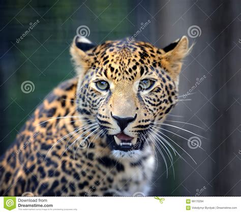 Image result for Angry Leopard
