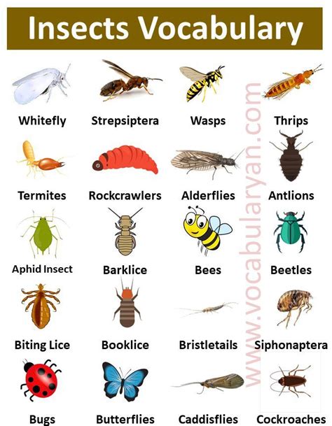 Image result for Insects and Names