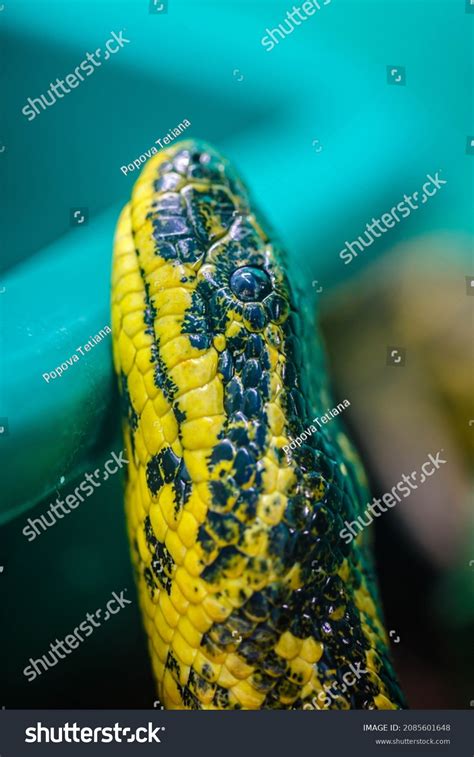 Image result for Reticulated Python Face