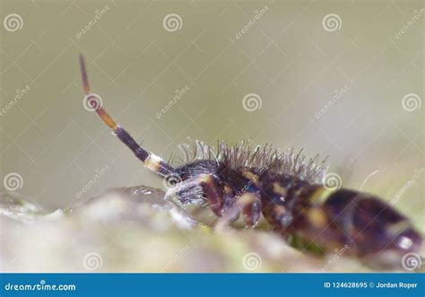 Image result for Springtail Size