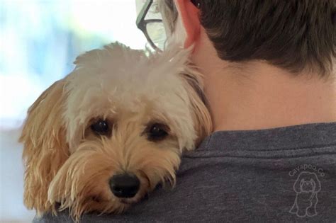 Image result for Cavapoo Dog