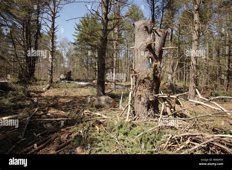 Image result for Selective Logging